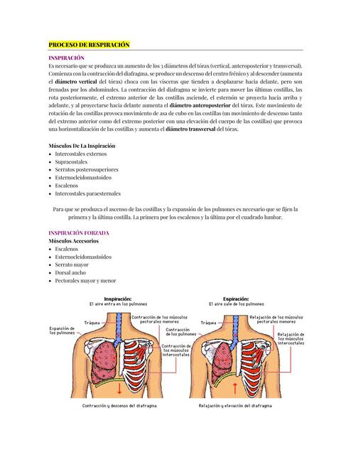 Proceso de respiración inspiración y espiración | Physio Studies | uDocz