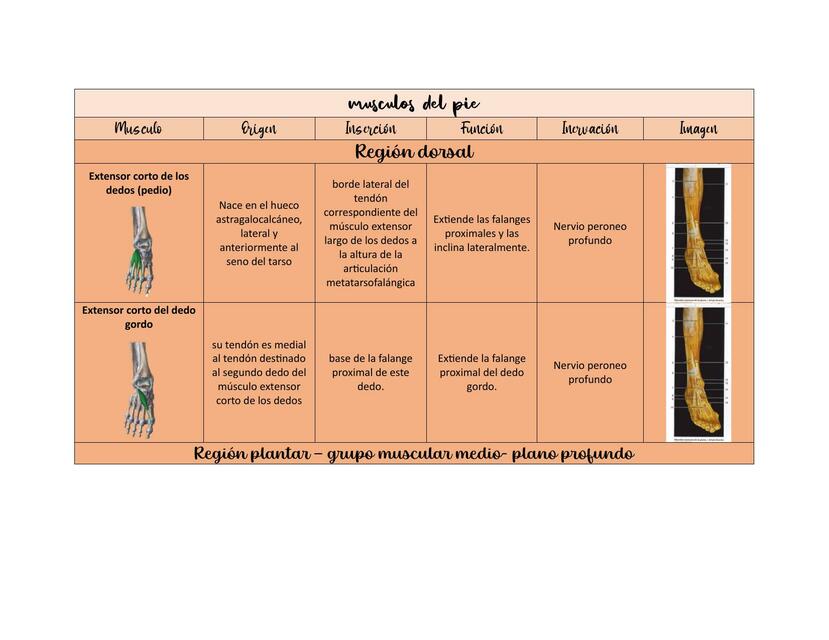 Musculos del pie pdf | Isabela | uDocz