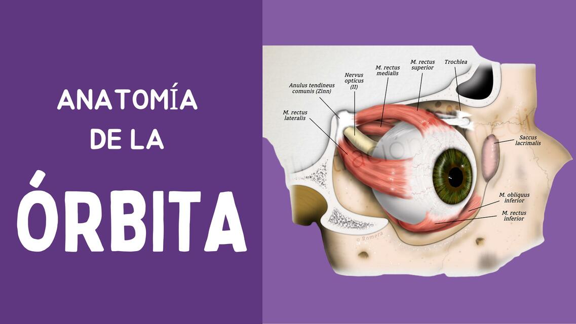Anatomía de Orbita | Estrella | uDocz