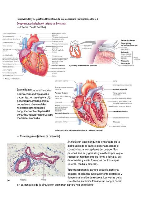 Cardiovascular y Respiratoria Elementos de la función cardíaca | Constanza Navarrete | uDocz