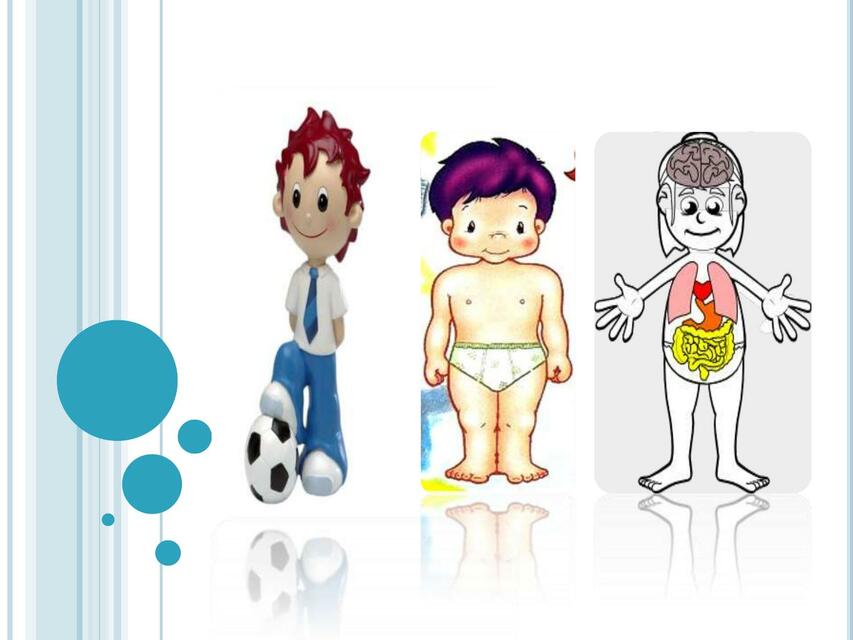 ESTRUCTURA Y FUNCION DE LOS SERES VIVOS | Profesor Domínguez | uDocz