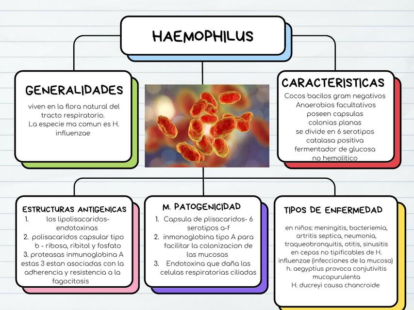 H Haemophilus | Arantza Isabel Ubilla Bajaña | uDocz