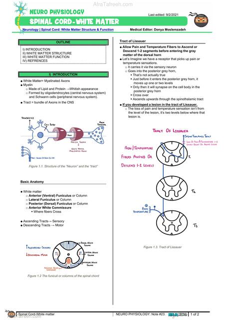 Spinal Cord White Matter Structure Function atf | Remon Osama | uDocz