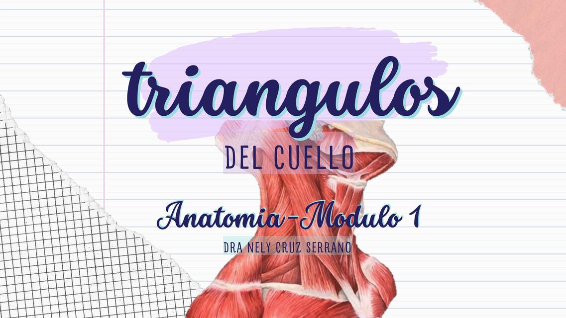triangulos del cuello | Fernanda | uDocz