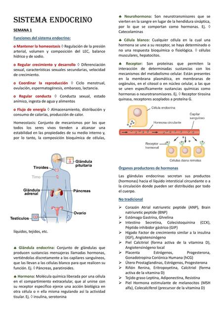 Sistema Endocrino | Ricardo | uDocz