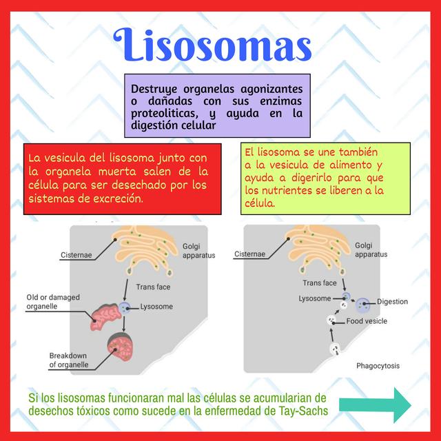 Lisosomas y TaySachs | Dr. Pikanotes | uDocz