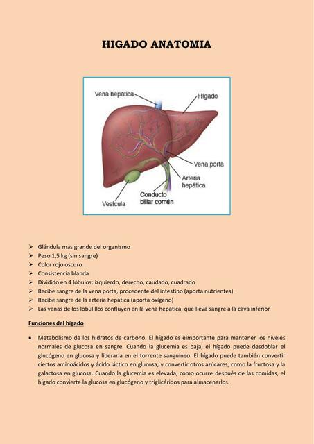 HIGADO ANATOMIA | Ana B. | uDocz