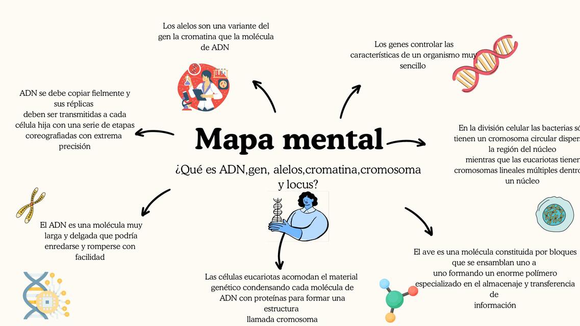 Mapa mental Qué es ADN ,gen, alelos,cromatina y cromosoma | Vicente | uDocz