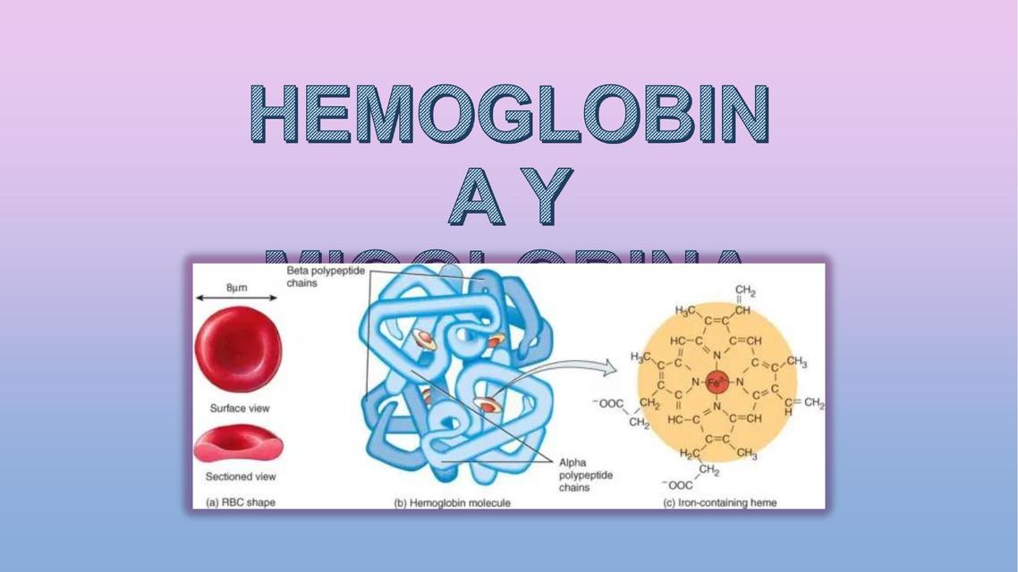 HEMOGLOBINA MIOGLOBINA completo | Cesar Flores | uDocz