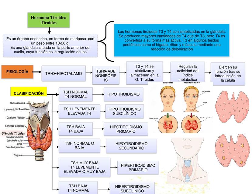 Hormona Tiroidea resumen | Erika liz Coria Quispe | uDocz