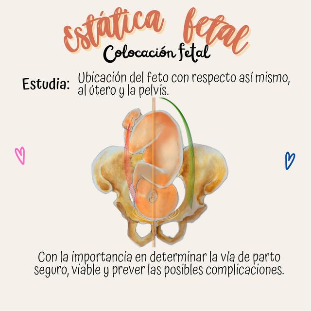 ESTATICA FETAL | STUDY FIO U | uDocz