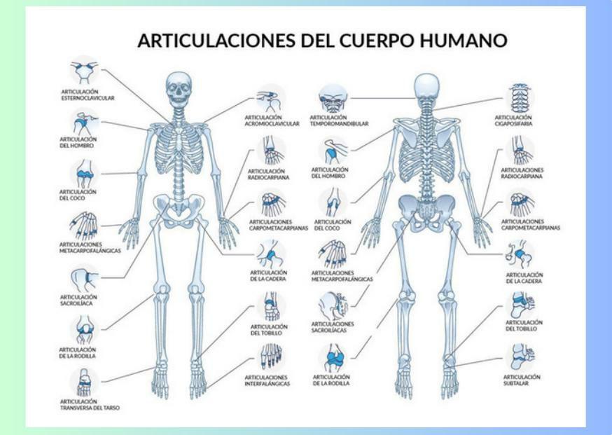 Articulaciones del cuerpo humano | cinthya katherine martinez requez | uDocz
