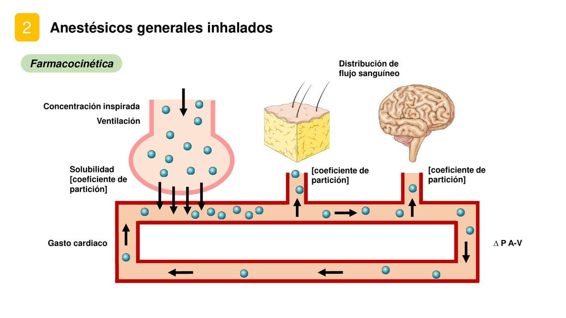 Anestésicos generales inhalados | Dr. Cito | uDocz