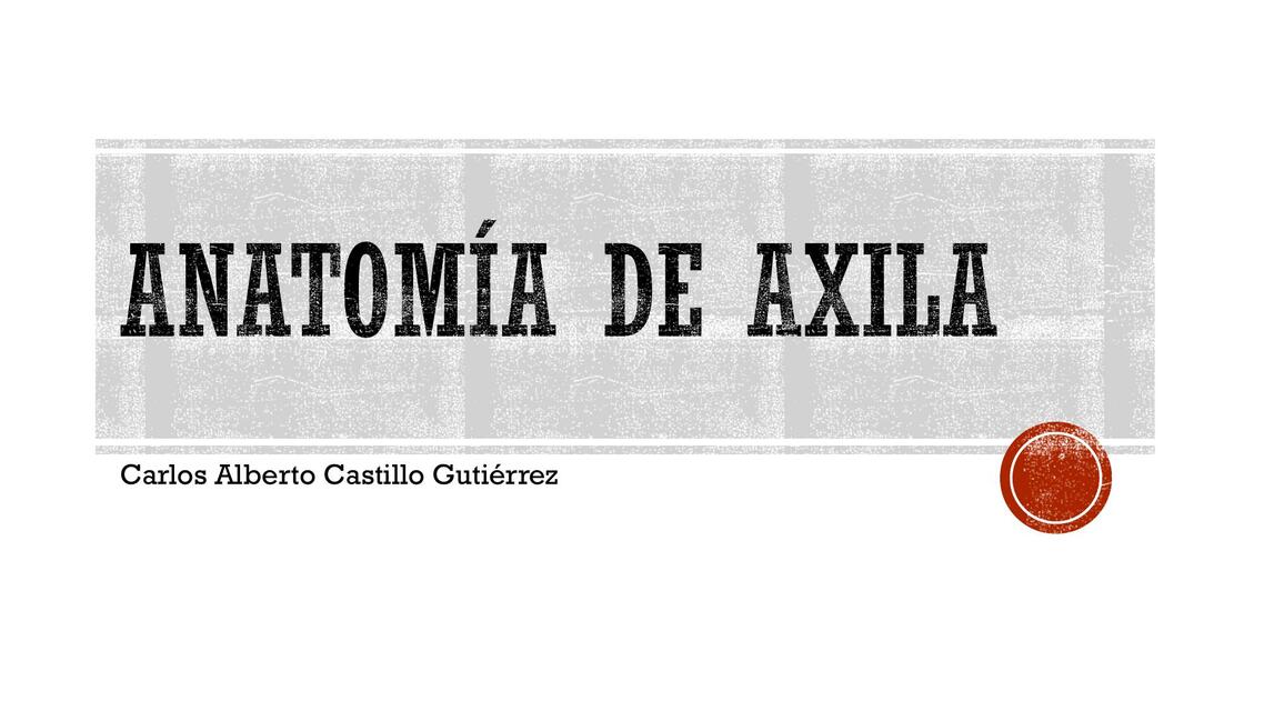anatomia de axila | Carlos | uDocz