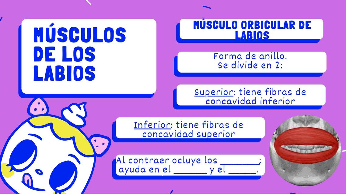 MÚSCULOS DE LOS LABIOS | Estudia Odonto | uDocz