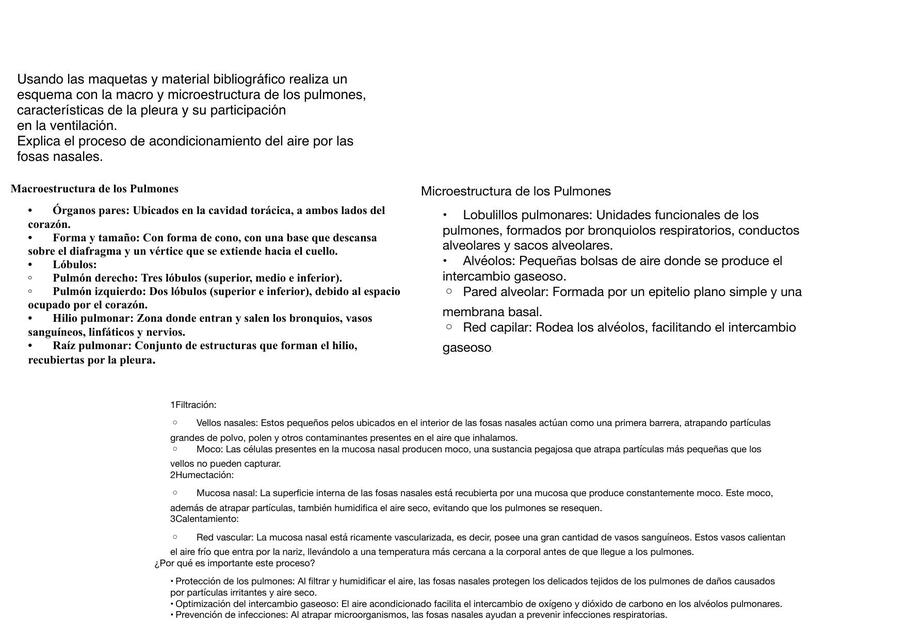 Estructura Y Función partes del sistema respirato | Fabrizzio | uDocz