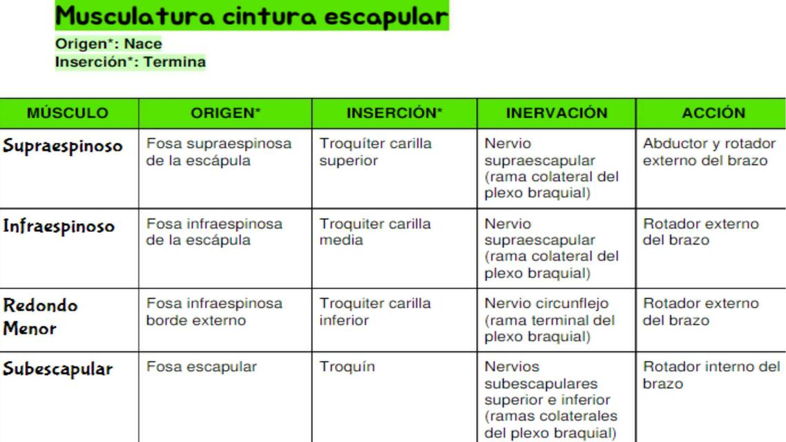 5 musculos | Sofia Cárdenas | uDocz