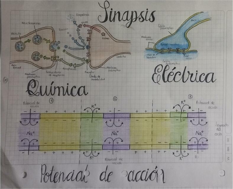 Sinapsis | Angie Monroy | uDocz