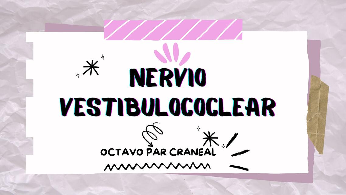 octavo par craneal | Karla | uDocz