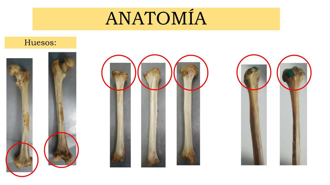 ANATOMÍA 1 | Livisi | uDocz