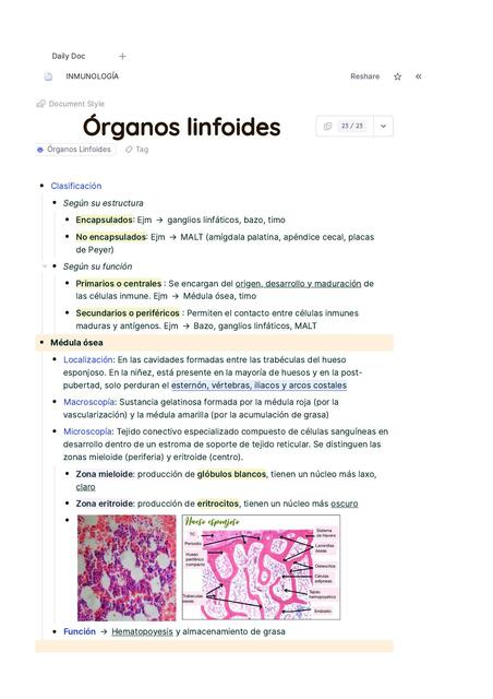 Órganos linfoides | Anaiz Ticona Flores | uDocz