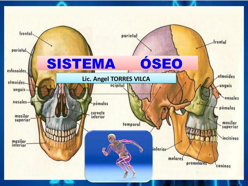 ANATOMIA C4 | Danilo Guadalupe Baldeon | uDocz