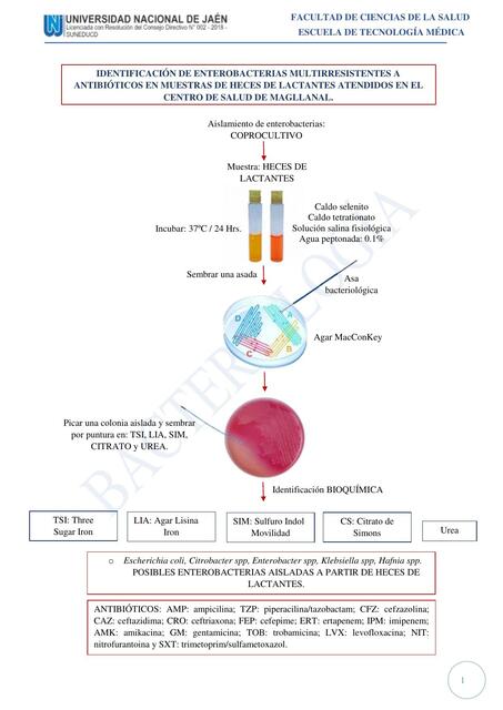 FLUJOGRAMA - AISLAMIENTO DE ENTEROBACTERIAS | GILDERT PEREZ CUBAS | uDocz
