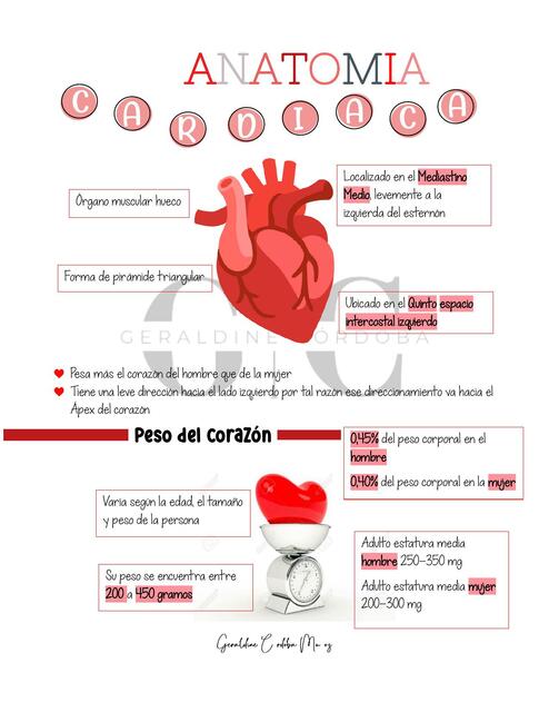 Flashcards de ANATOMIA CARDIACA | Por Geraldine Córdoba. | uDocz