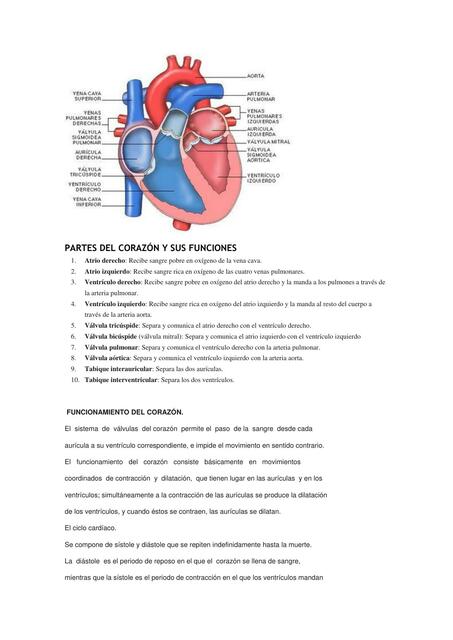 partes del corazon y sus funciones | Celeste Codutti | uDocz