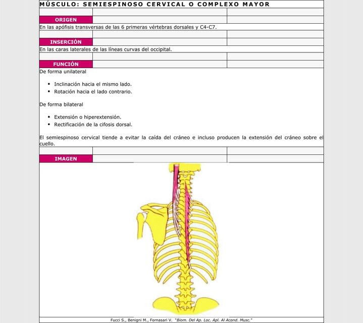 Musculo semiespinoso cervical | Paolo Ramirez Mosqueira | uDocz