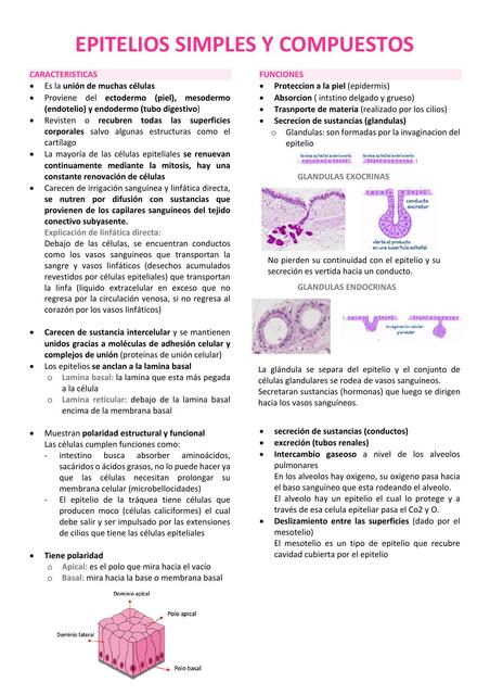Flashcards de SESION 1 EPITELIOS SIMPLES Y COMPUESTOS | Por ara med | uDocz