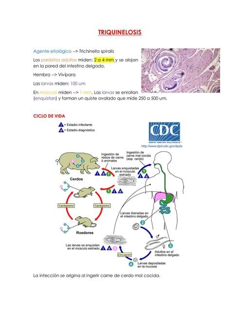 TRIQUINELOSIS | Micaa_PV | uDocz