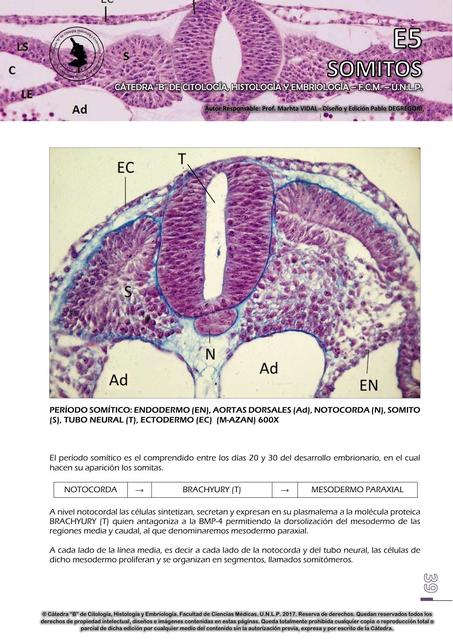 E5 SOMITOS | Felipe Augusto Domingues | uDocz