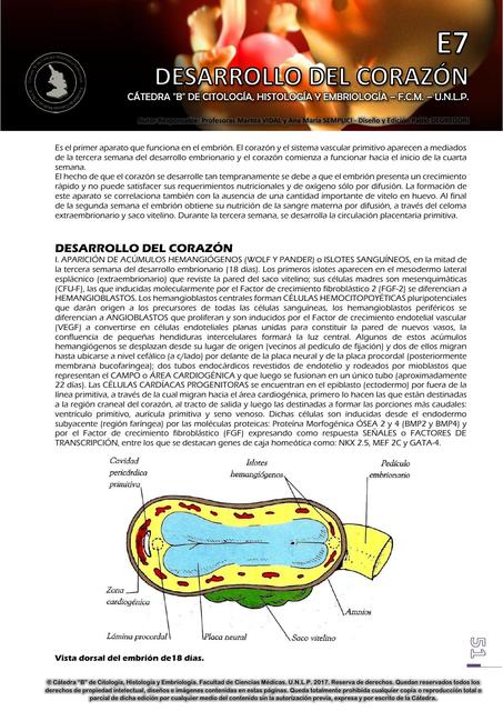 E7 DESARROLLO DEL CORAZON | Felipe Augusto Domingues | uDocz