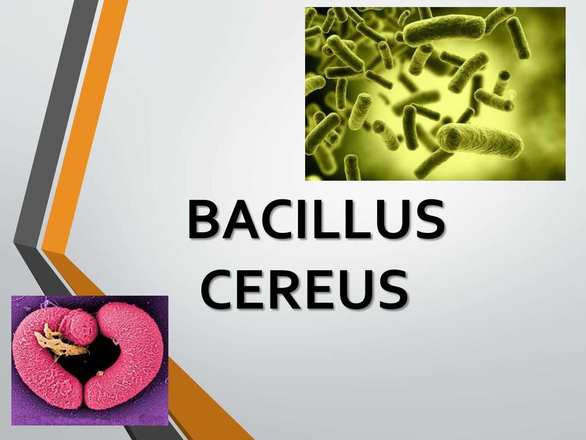 BACILLUS CEREUS | Micaa_PV | uDocz