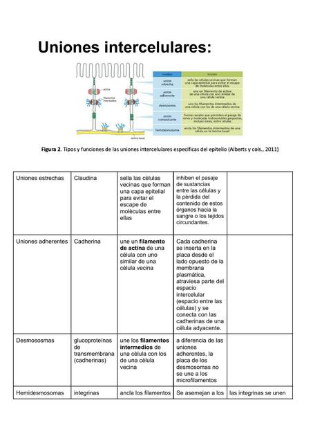 Uniones intercelulares | Andrea | uDocz