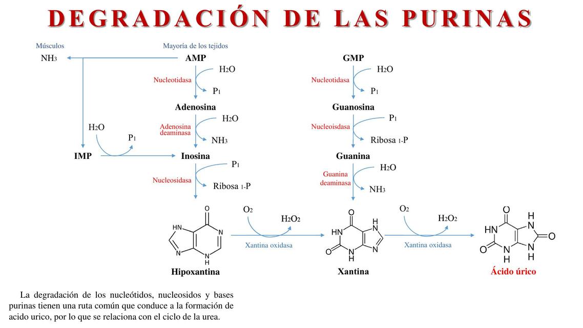 purinas y pirimidinas | eliana caro | uDocz