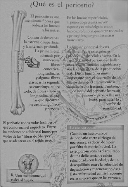 Periostio | Yetsibeth | uDocz