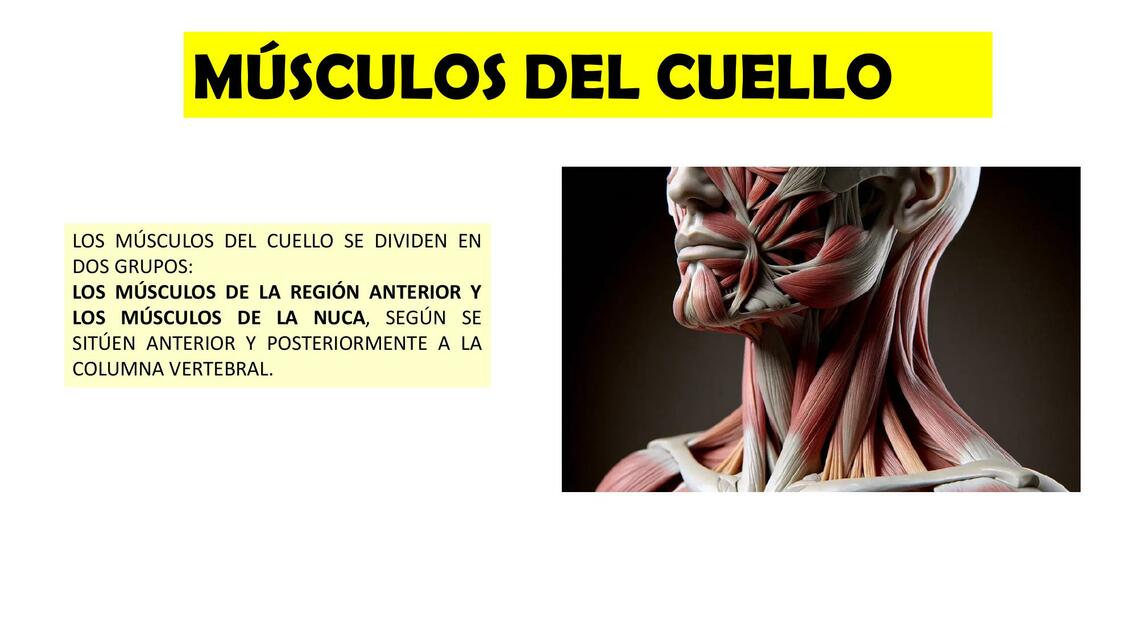 GRUPO MUSCULAR PROFUNDO MEDIO | Geraldine | uDocz