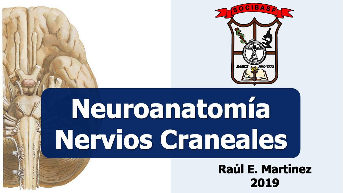 Nervios Craneales | Un poco de cursos | uDocz
