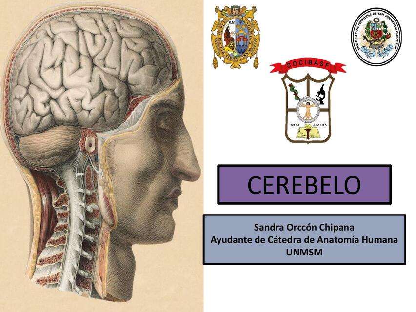 CEREBELO | Un poco de cursos | uDocz
