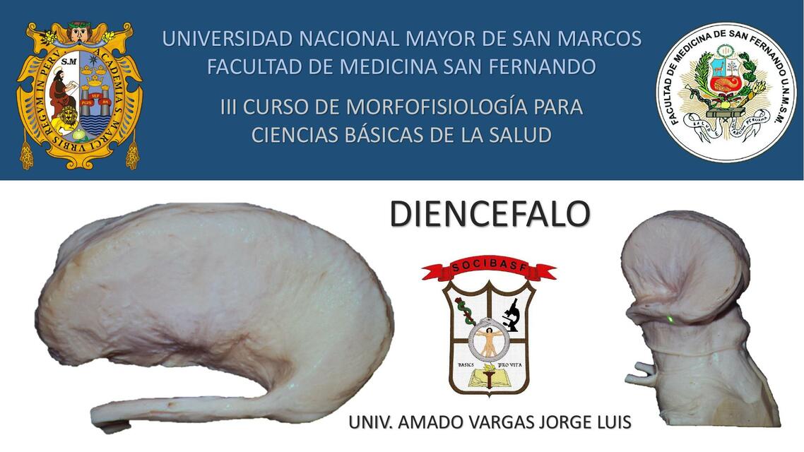 DIENCÉFALO | Un poco de cursos | uDocz