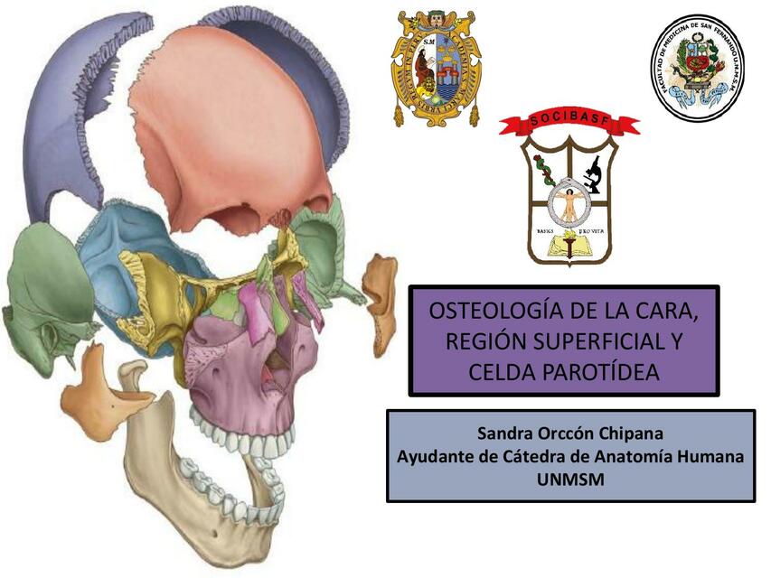 Cabeza región superficial y celda parotídea | Un poco de cursos | uDocz