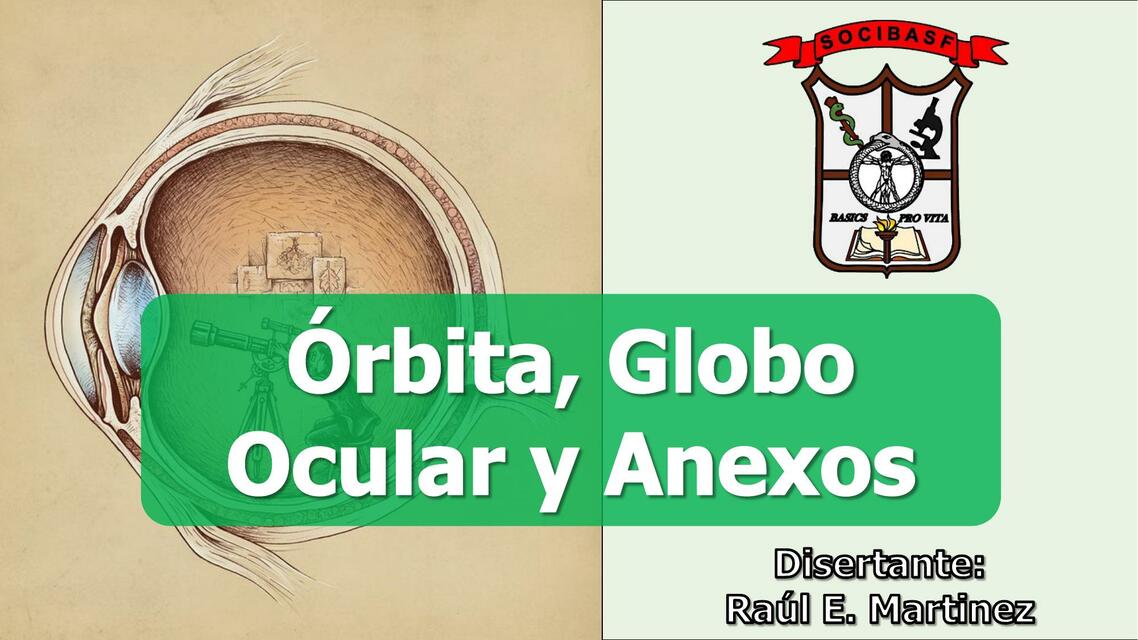 OJO, GLOBO OCULAR Y ANEXOS | Un poco de cursos | uDocz