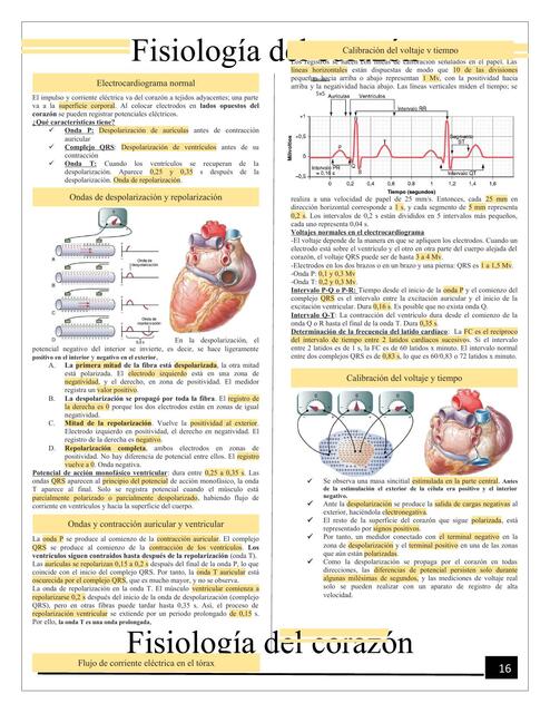 Electrocardiograma | Celeste Codutti | uDocz