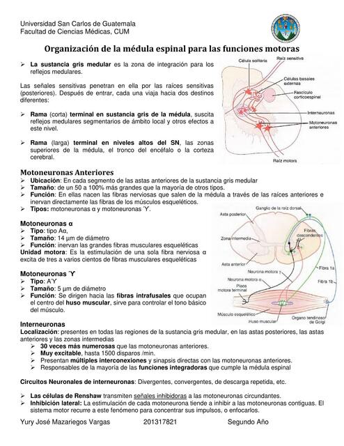 Cap 55 Funciones motoras de la medula espinal | Jessica Liliana ...