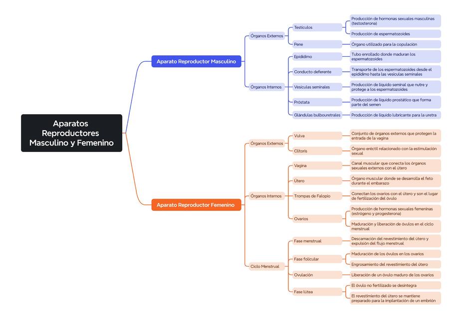 Mapa Conceptual APF Y ARM | Wendy | uDocz
