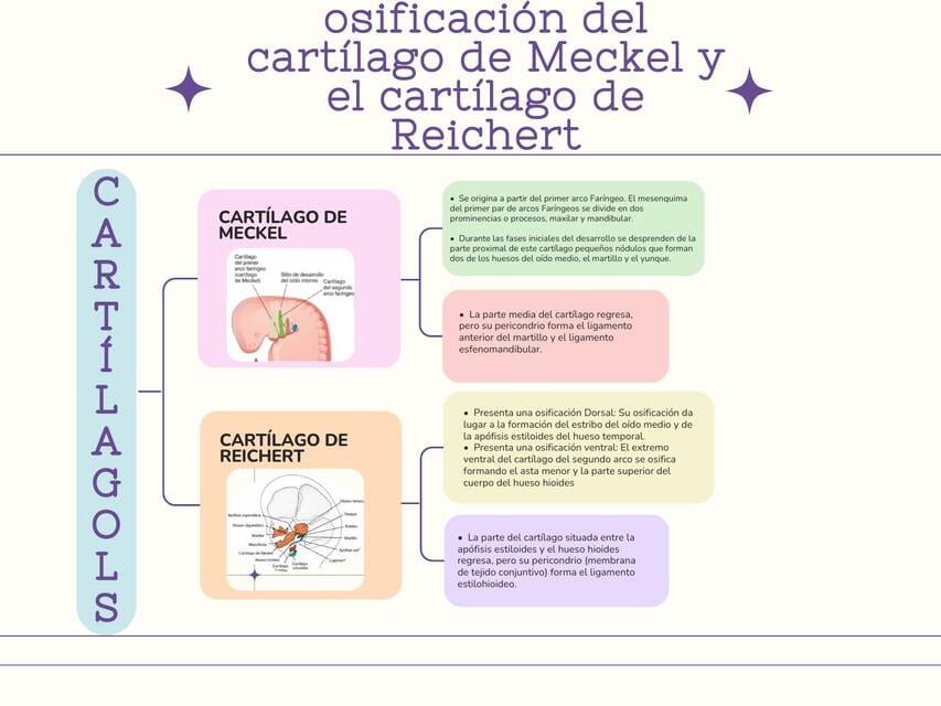 Gráfico Mapa Mental Esquema Sencillo Colorido Mora | Sarai | uDocz