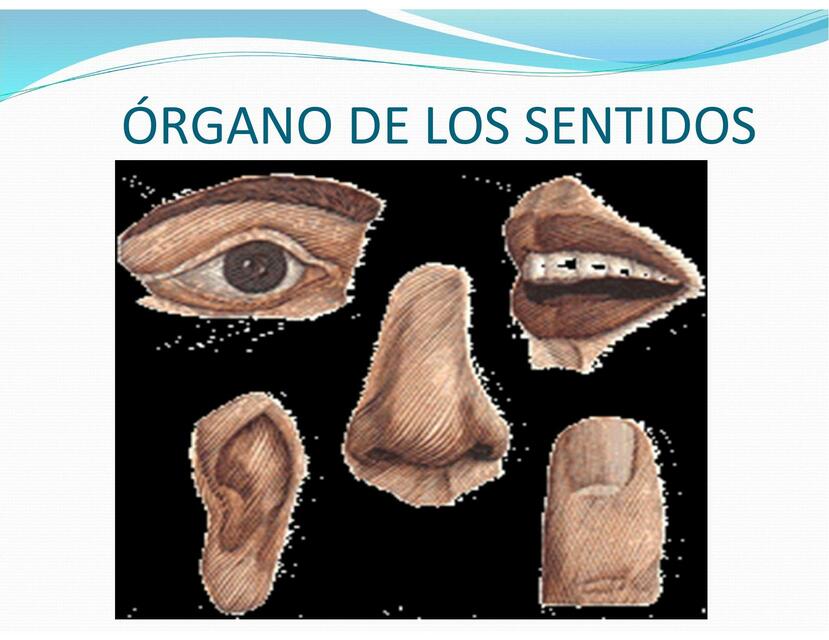 Unidad 6 Organos de los sentidos | Abii | uDocz
