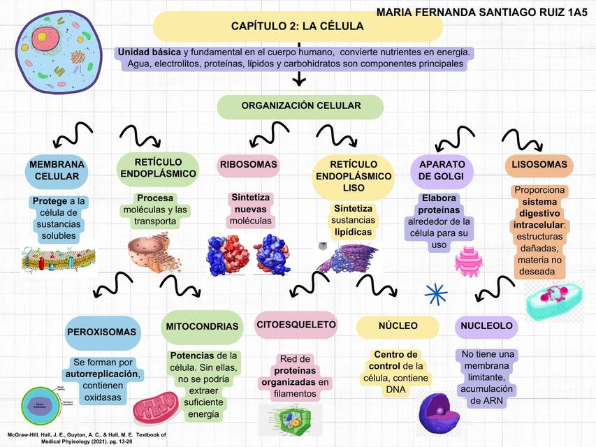 MAPA CONCEPTUAL - CÉLULA Y ORGANULOS | Maria | uDocz